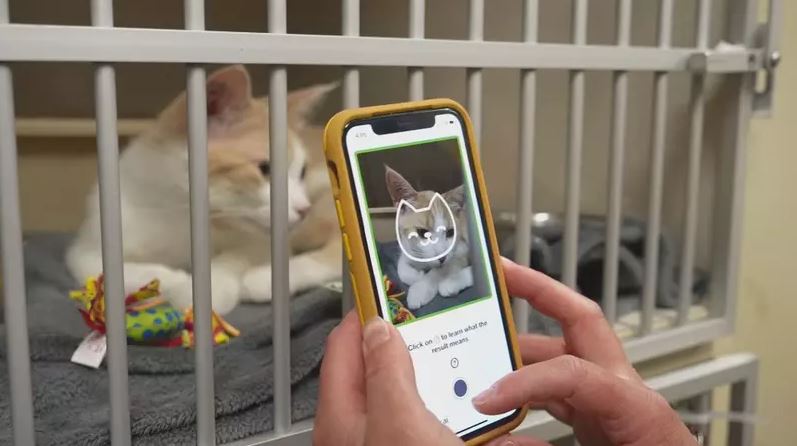 Pelo Mundo: Startup canadense desenvolveu um App que analisa gestos e ...